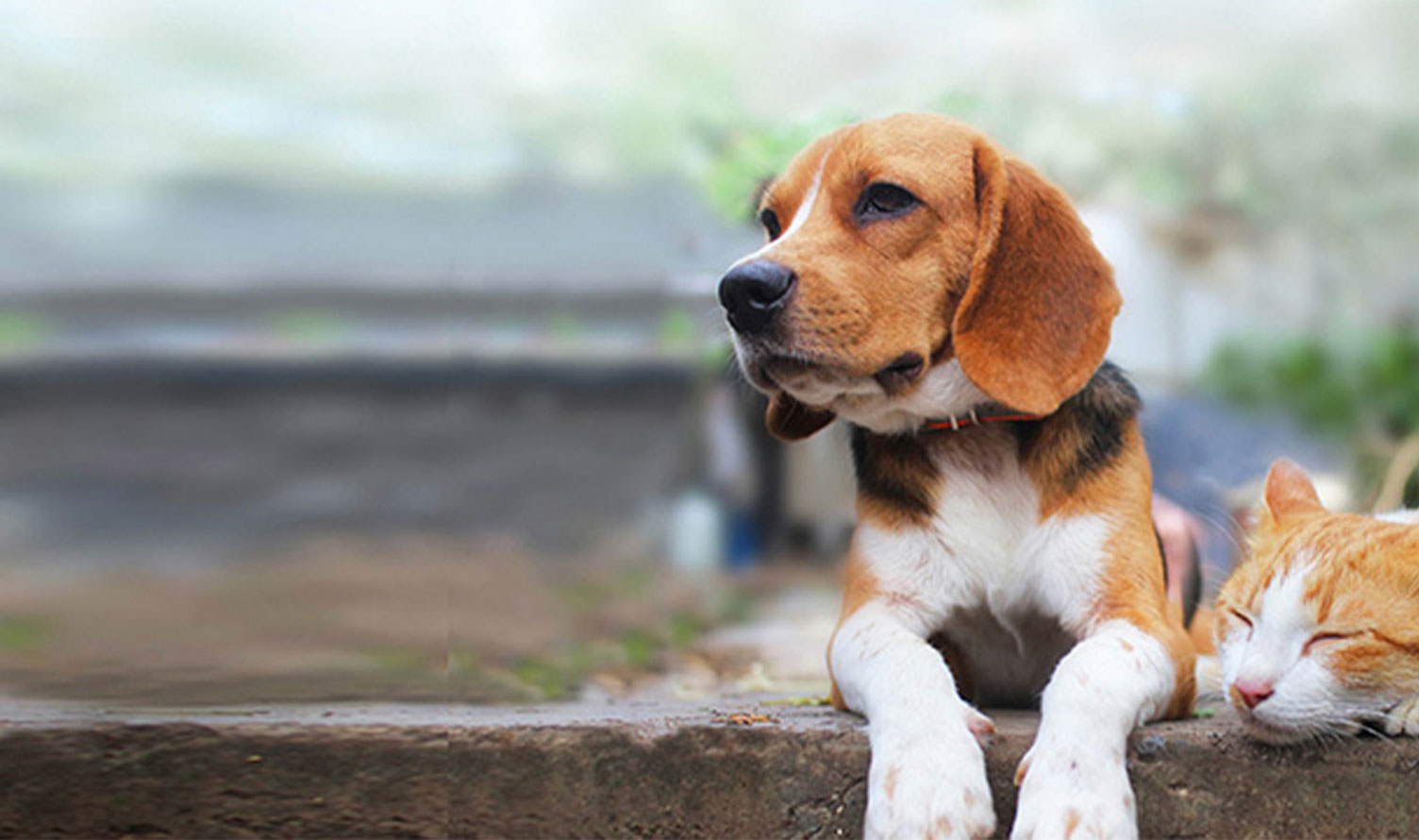 Rabies: Vaccination & Best Practices