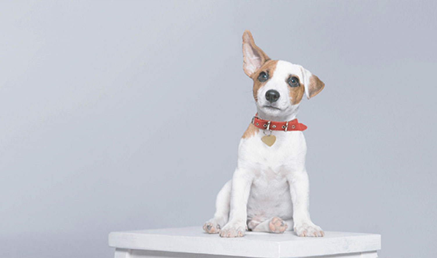 Feline Vaccines, Tools, and Protocols