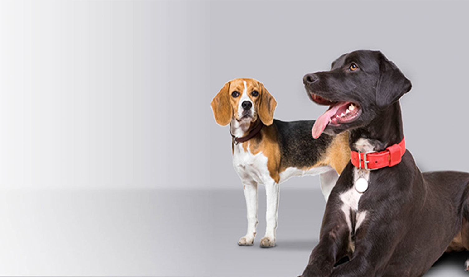 Veterinary Continuing Education (CE)