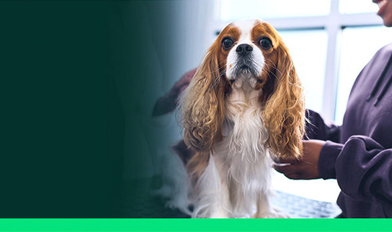 Stages of Myxomatous Mitral Valve Disease in Dogs