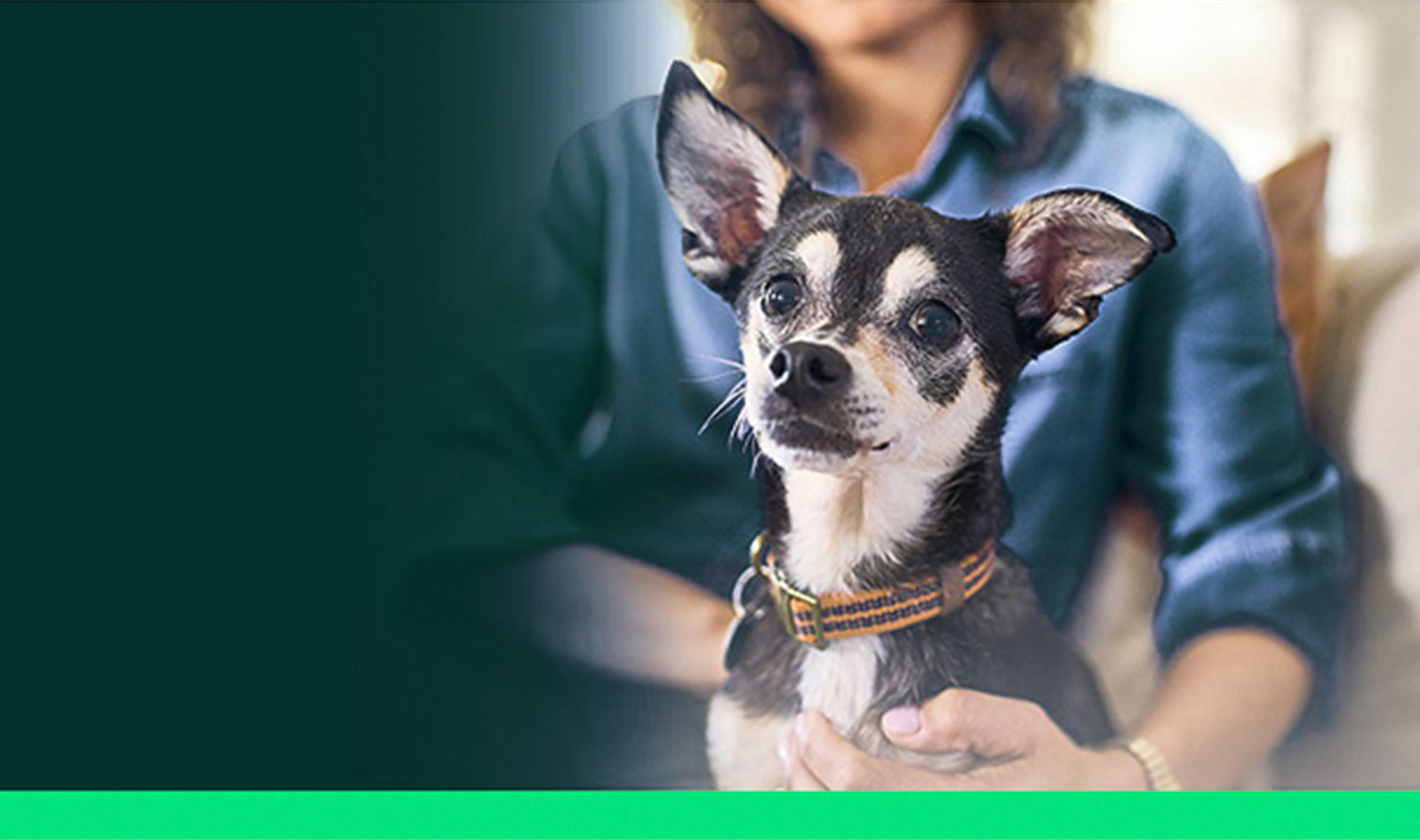 Veterinary Continuing Education (CE)