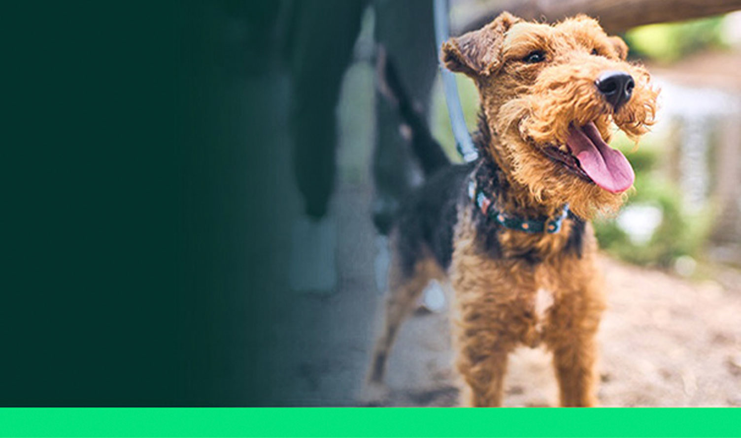 Stages of Myxomatous Mitral Valve Disease in Dogs