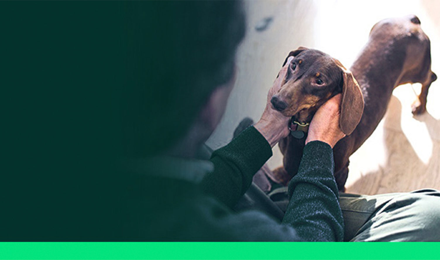 Stages of Myxomatous Mitral Valve Disease in Dogs