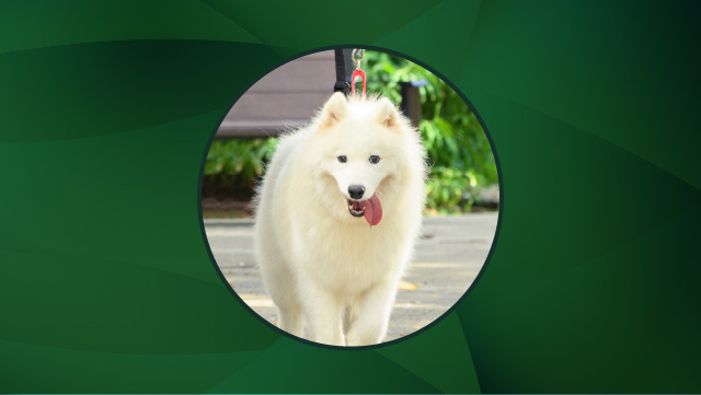 Insights From the 2024 AHS Canine Heartworm Guidelines