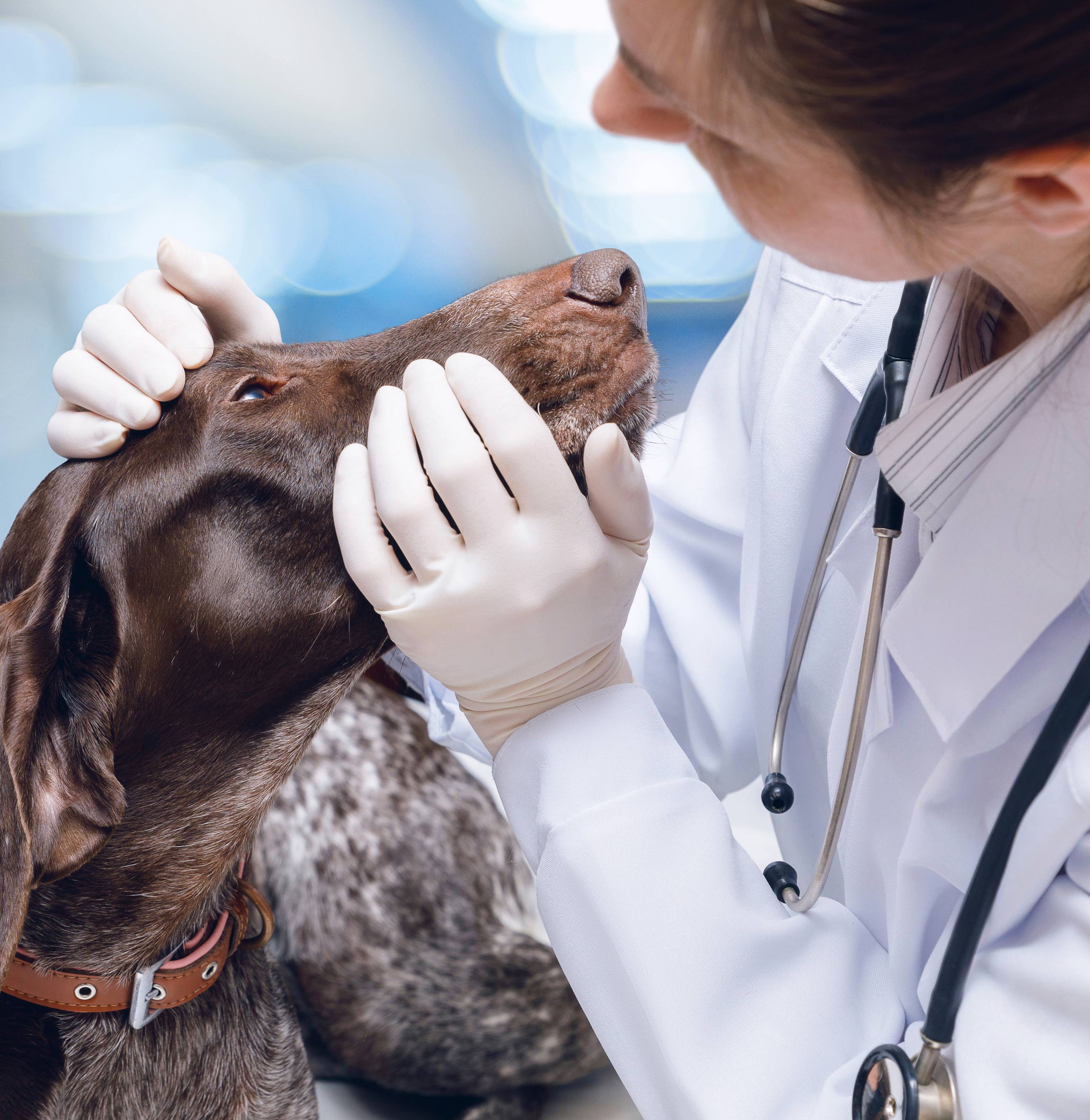 Veterinary Continuing Education (CE)